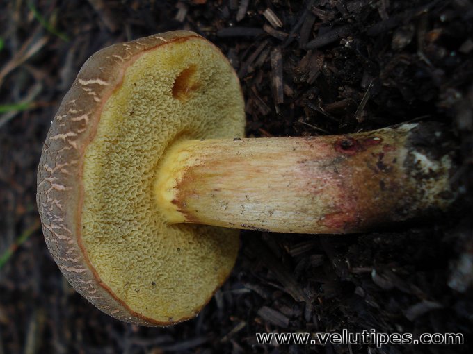 Xerocomus porosporus, valeruututatti @ Natural Fungi in Finland
