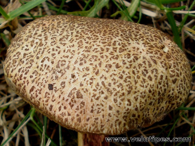 Xerocomus porosporus, valeruututatti @ Natural Fungi in Finland