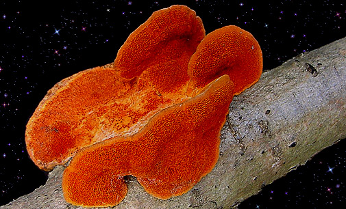 Pycnoporus cinnabarinus @ Mushroom Space